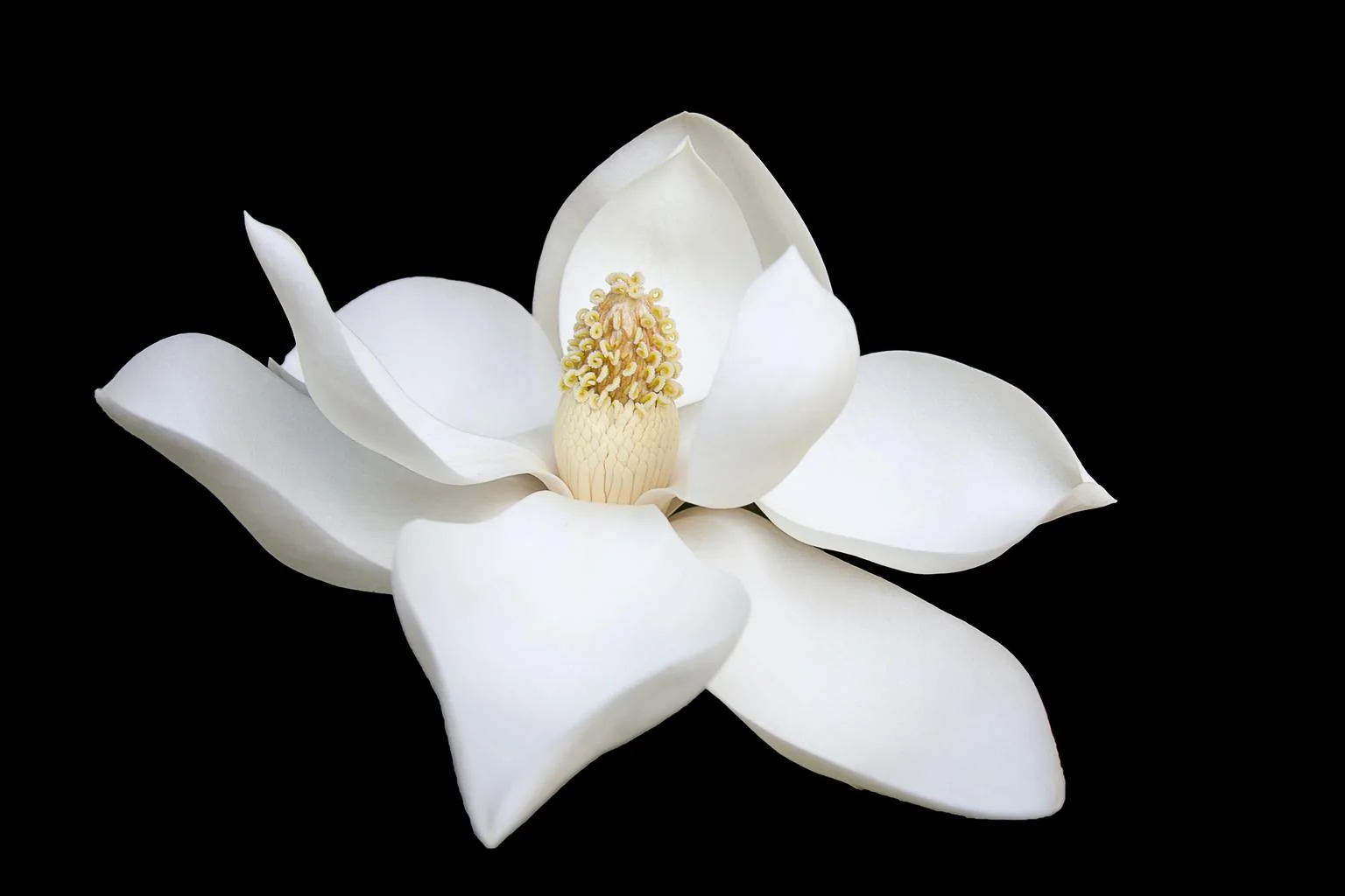 BLACK BACKGROUND FOR PHOTOGRAPHY